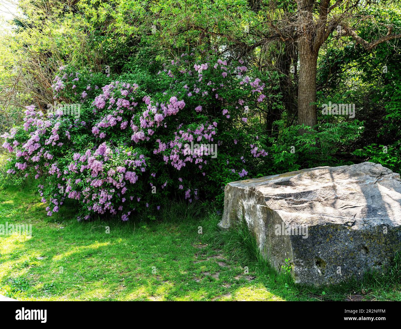 Boise public park with blooming spring tree and a sitting rock Stock ...
