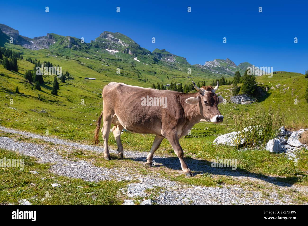 Swiss braunvieh breed hi-res stock photography and images - Alamy