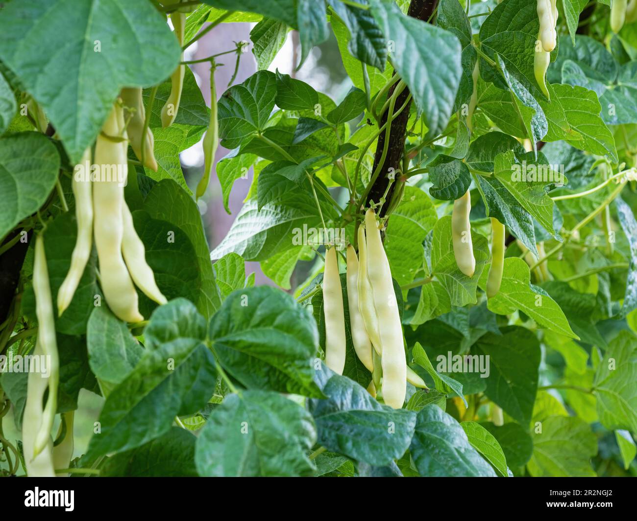Ripe pods of kidney bean growing on farm. Bush with bunch of pods of ...
