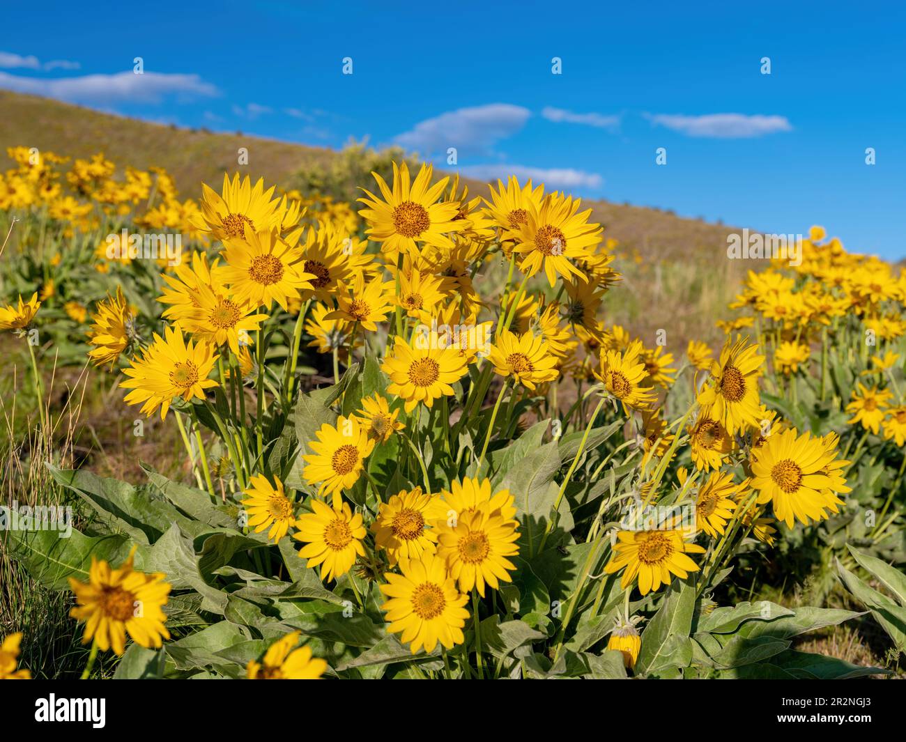 Yellow spring wildflowers hi-res stock photography and images - Alamy