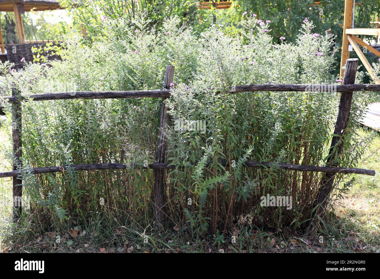 Wormwood fence hi-res stock photography and images - Alamy