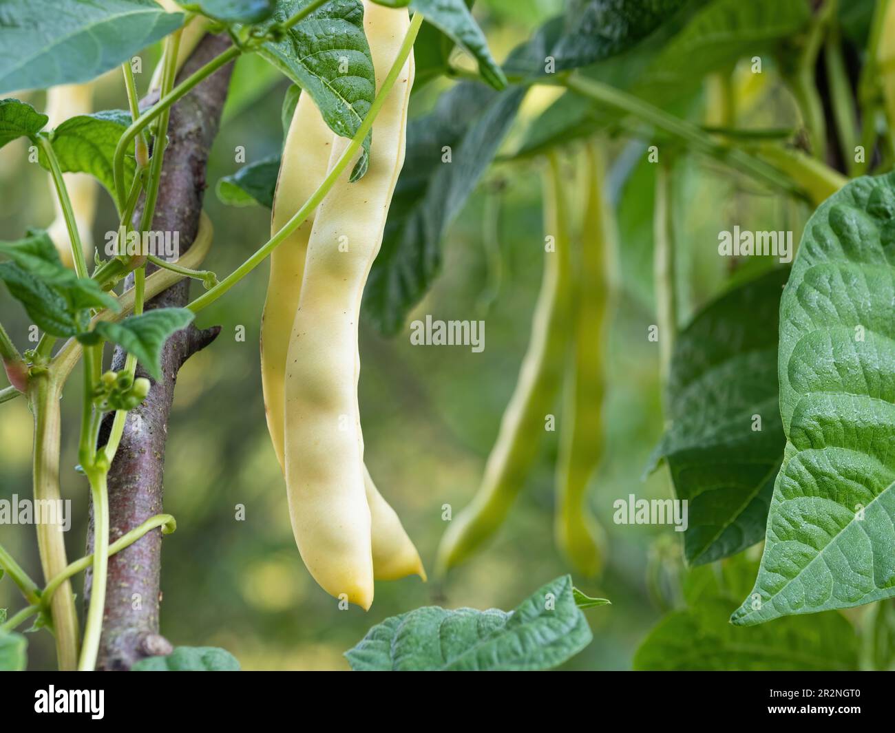Ripe pods of kidney bean growing on farm. Bush with bunch of pods of ...