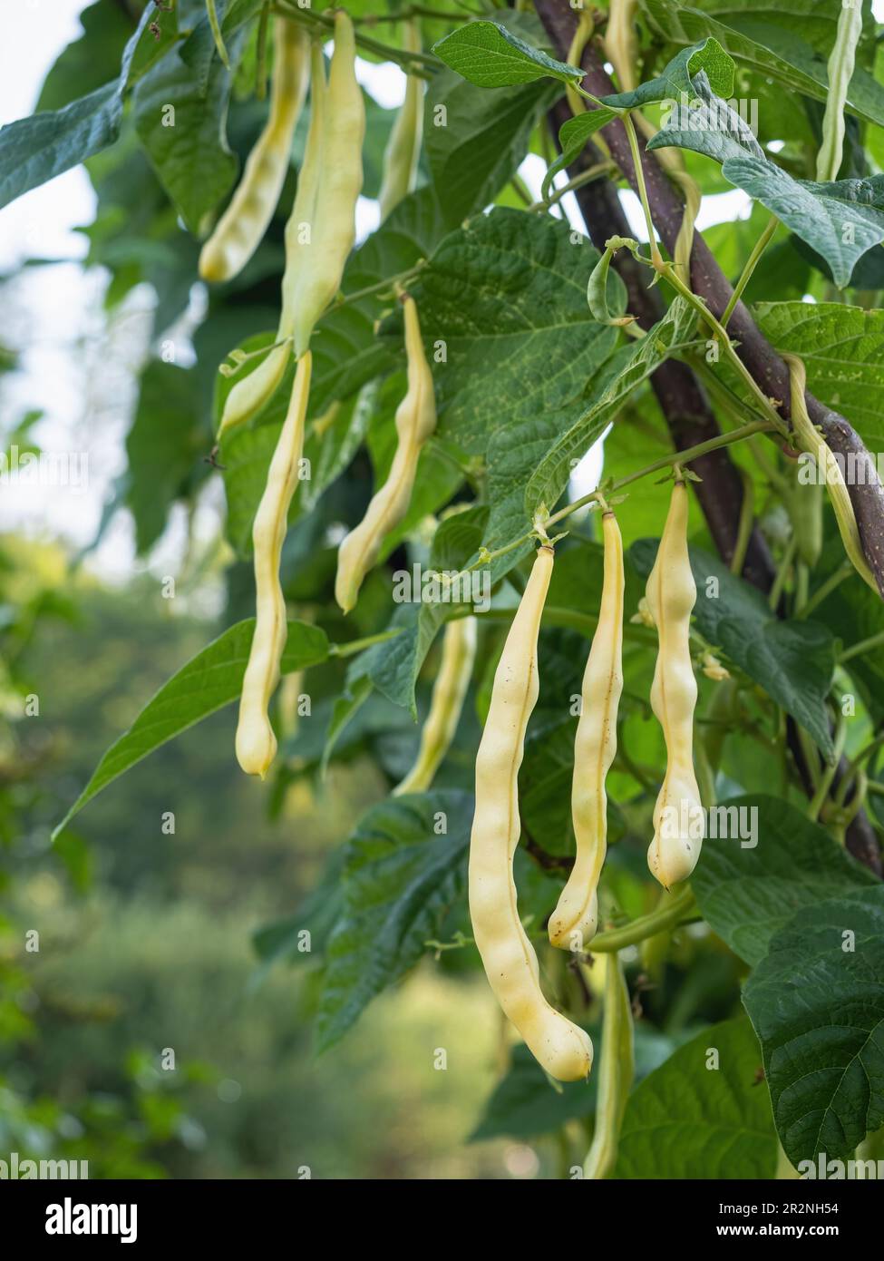 Ripe pods of kidney bean growing on farm. Bush with bunch of pods of ...