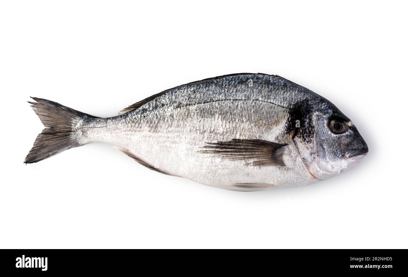 fresh dorado fish isolated on white background Stock Photo - Alamy
