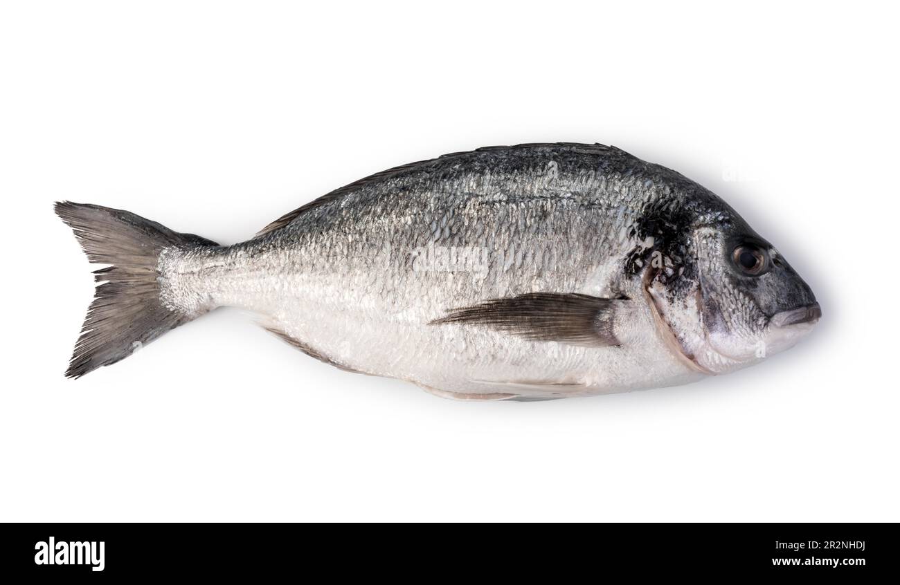 fresh dorado fish isolated on white background Stock Photo - Alamy