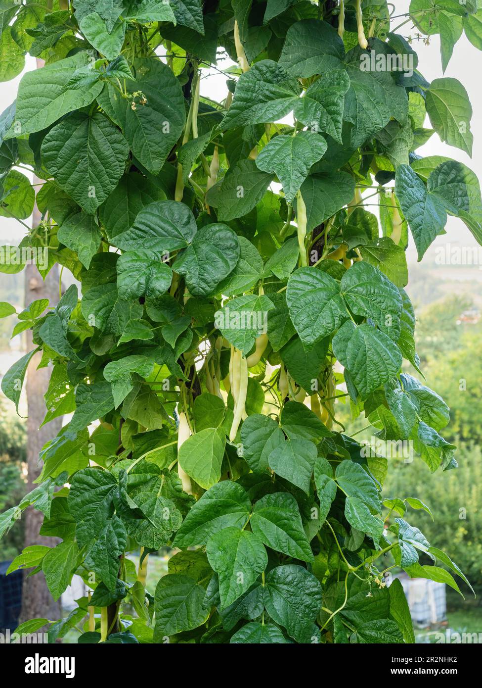 Ripe pods of kidney bean growing on farm. Bush with bunch of pods of ...