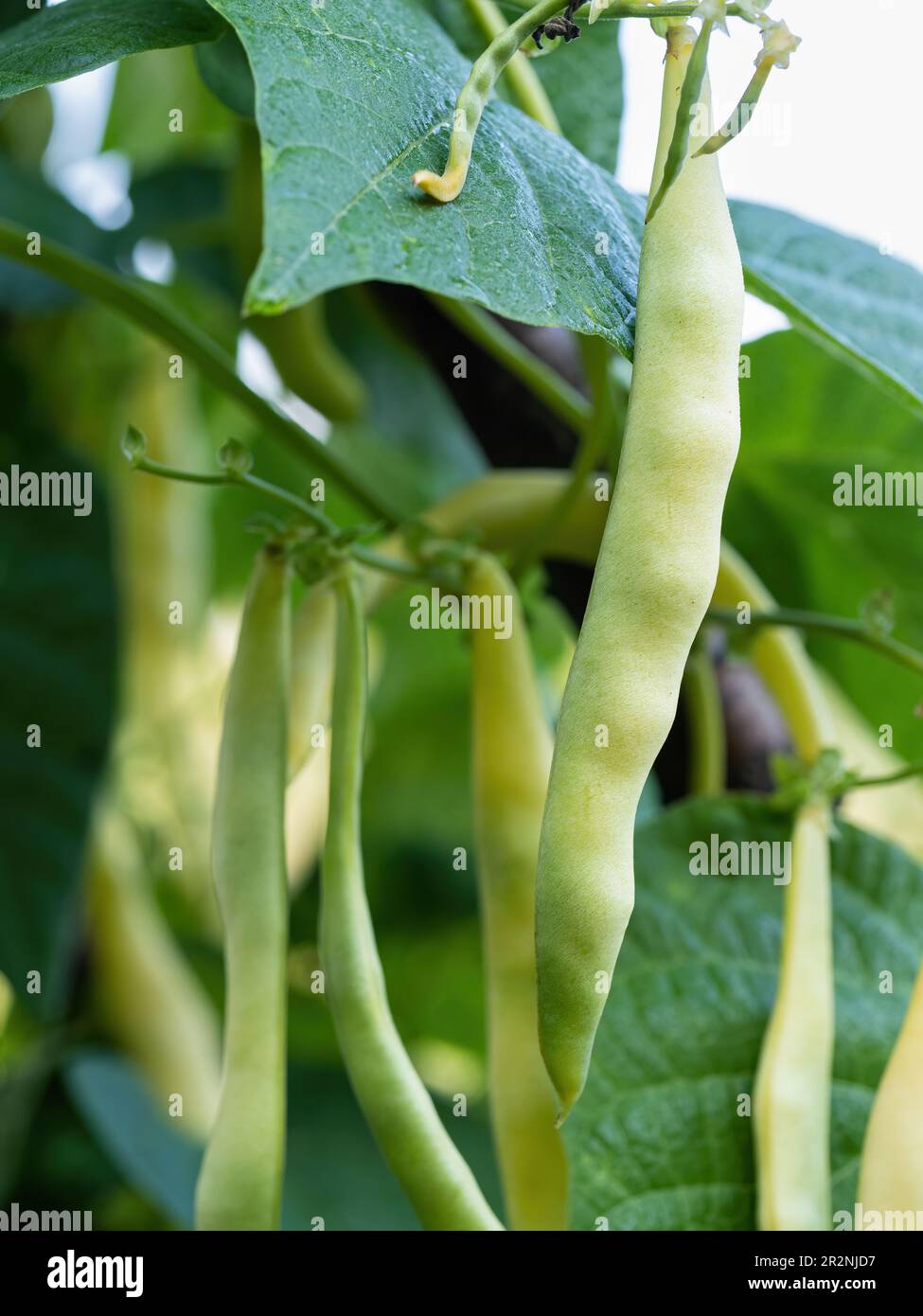 Ripe pods of kidney bean growing on farm. Bush with bunch of pods of ...