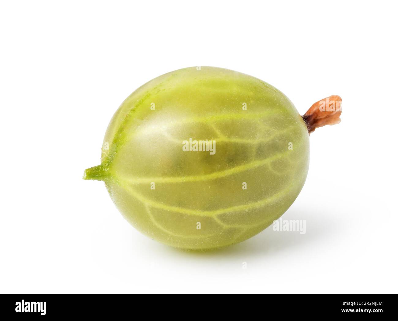 Gooseberry plant detail Cut Out Stock Images & Pictures - Alamy