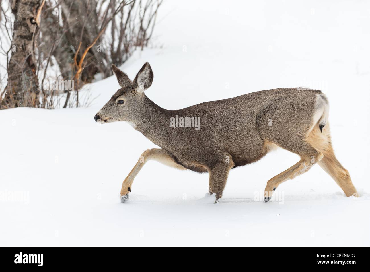 Wild mule deer in deep snow in the winter. In the town of Waterton ...