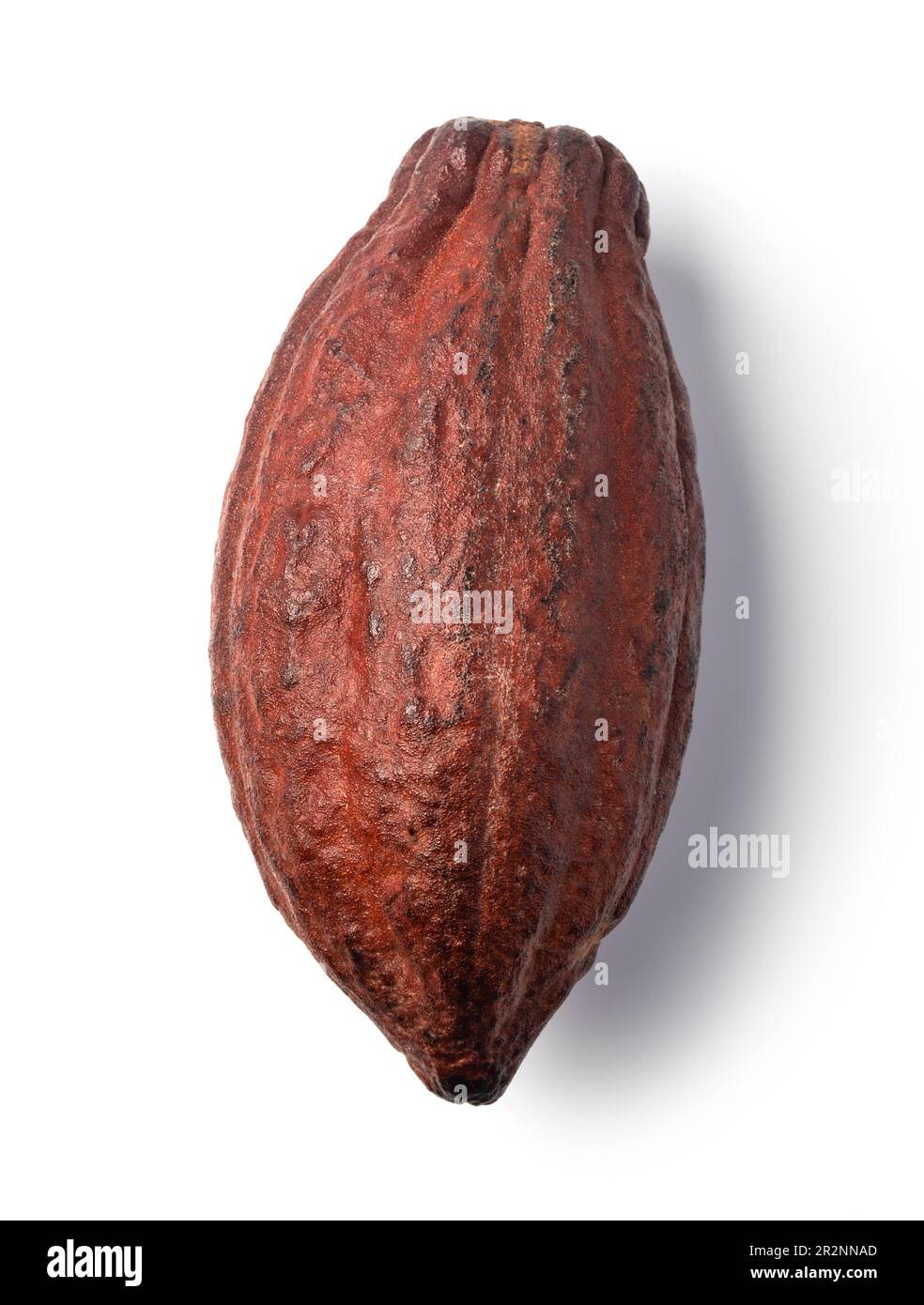 Cocoa pod on a isolated white background Stock Photo - Alamy
