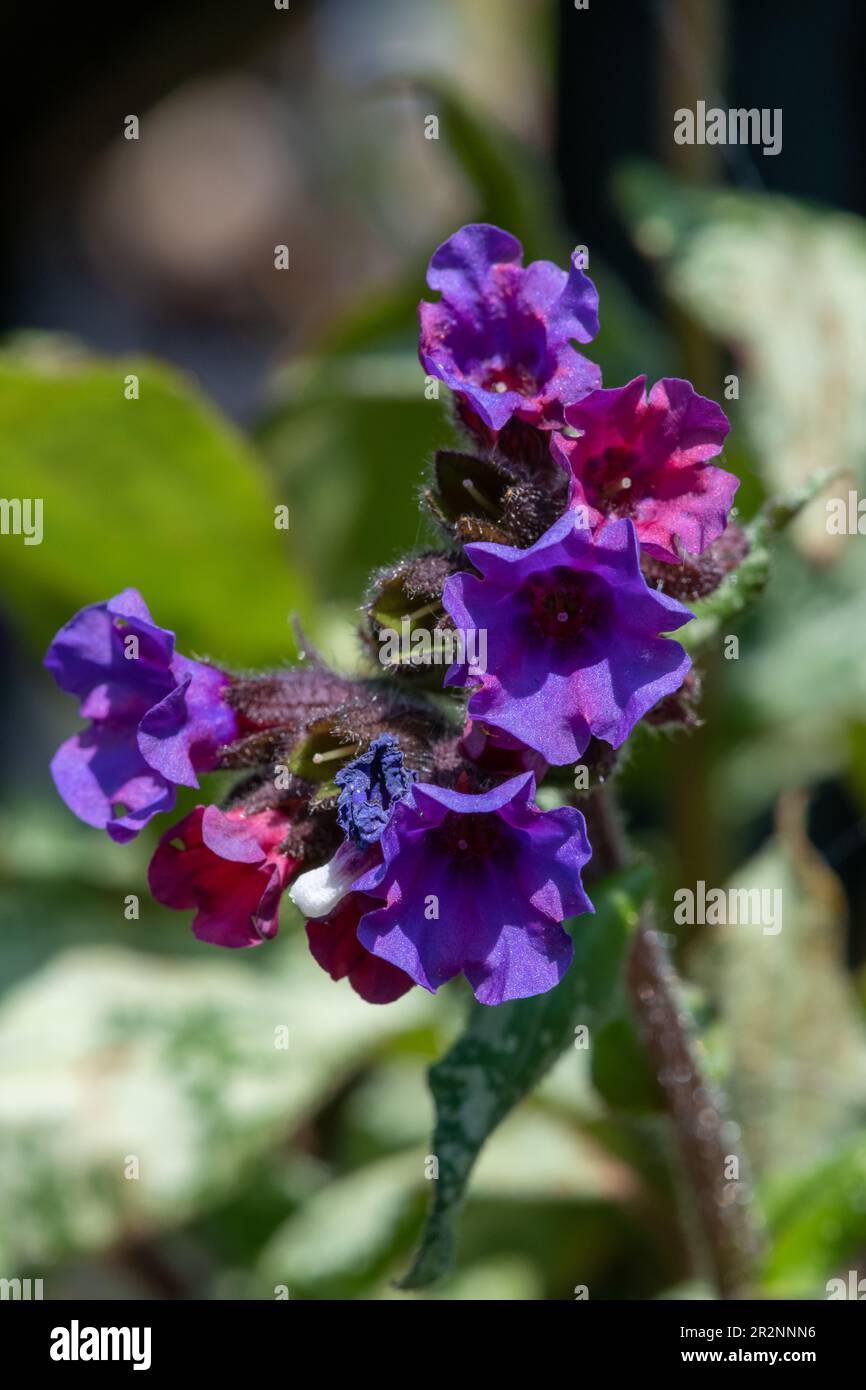 Close up of common lungwort (pulmonaria officinalis) flowers in bloom ...
