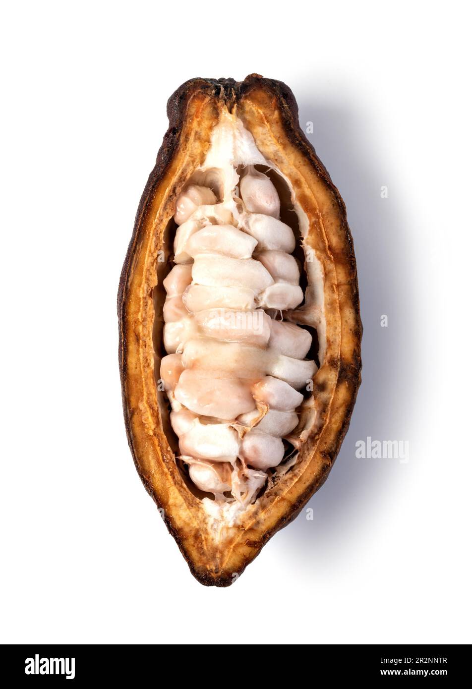 Cocoa pod on a isolated white background Stock Photo - Alamy