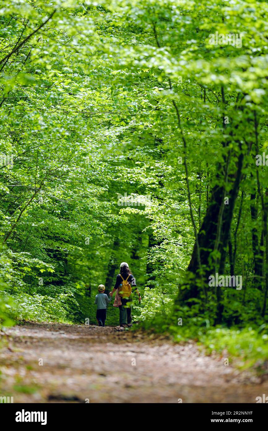 Sihlwald forest trail in Zurich, Switzerland. Mother and son hike in ...