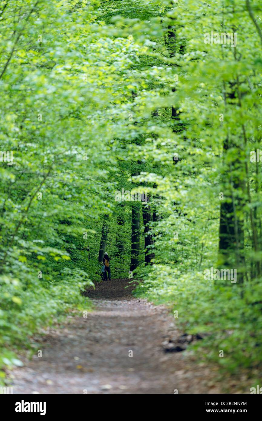 Sihlwald forest trail in Zurich, Switzerland. Mother and son hike in ...