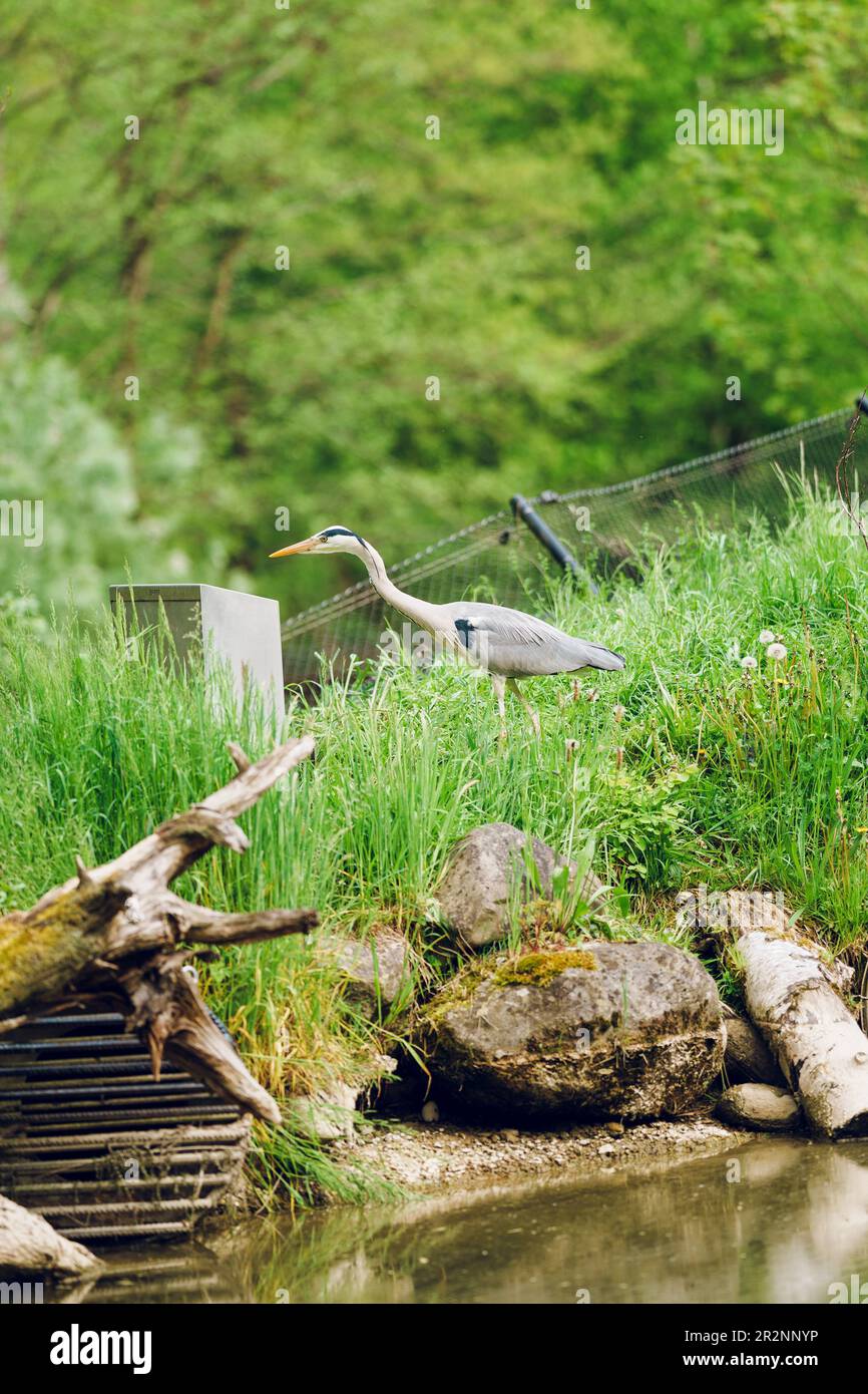 Motionless animal hi-res stock photography and images - Alamy