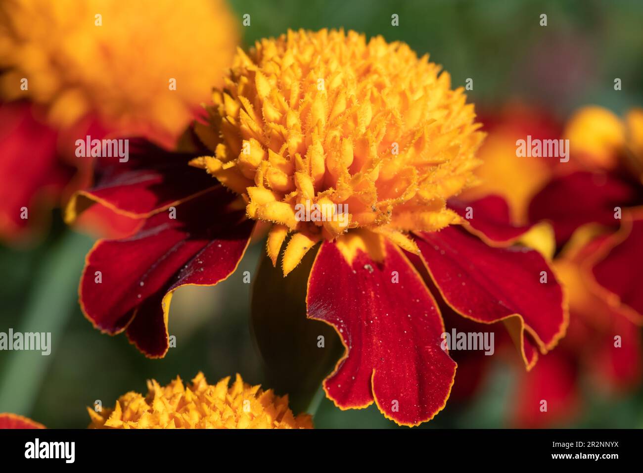 French marigold tagetes patula inflorescence hi-res stock photography ...