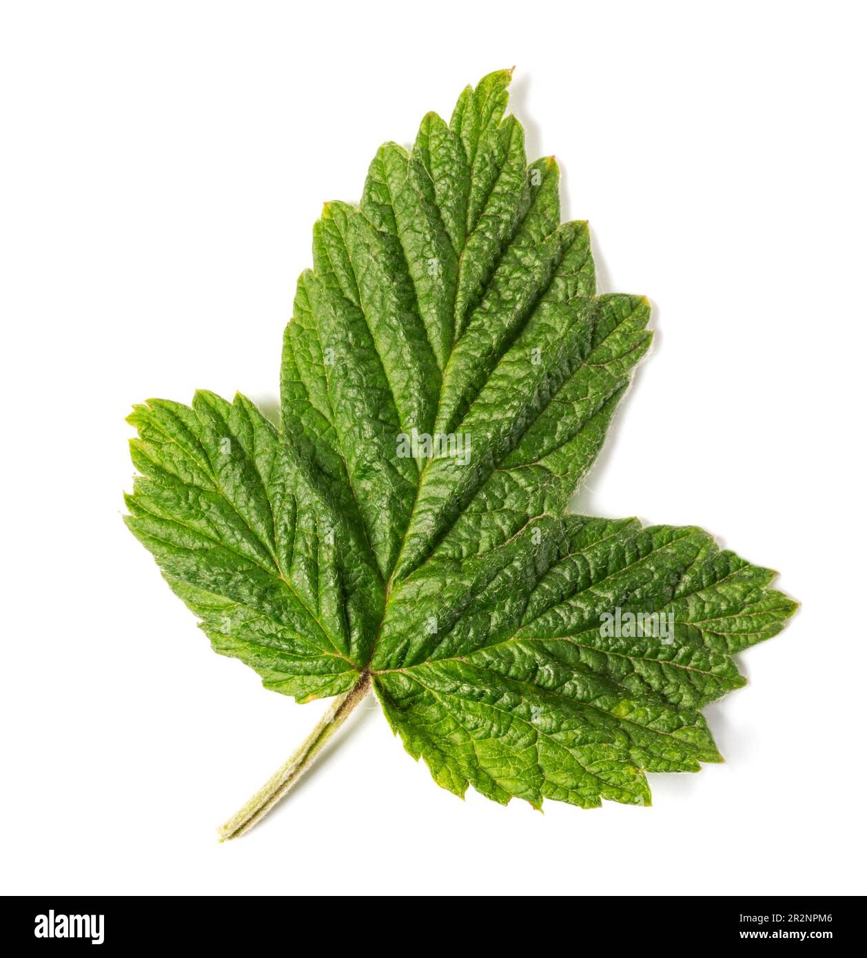 Raspberry leaves isolated on white background Stock Photo - Alamy