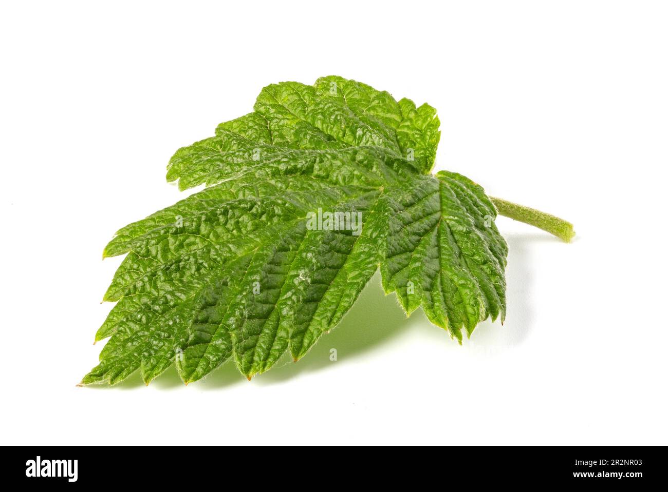 Raspberry leaves isolated on white background Stock Photo - Alamy