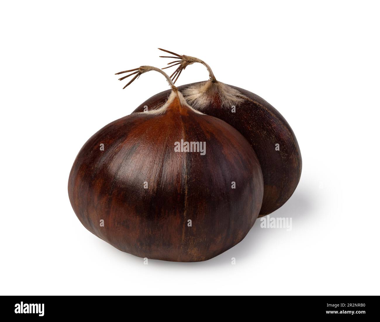 Fresh edible chestnut isolated on white background Stock Photo - Alamy