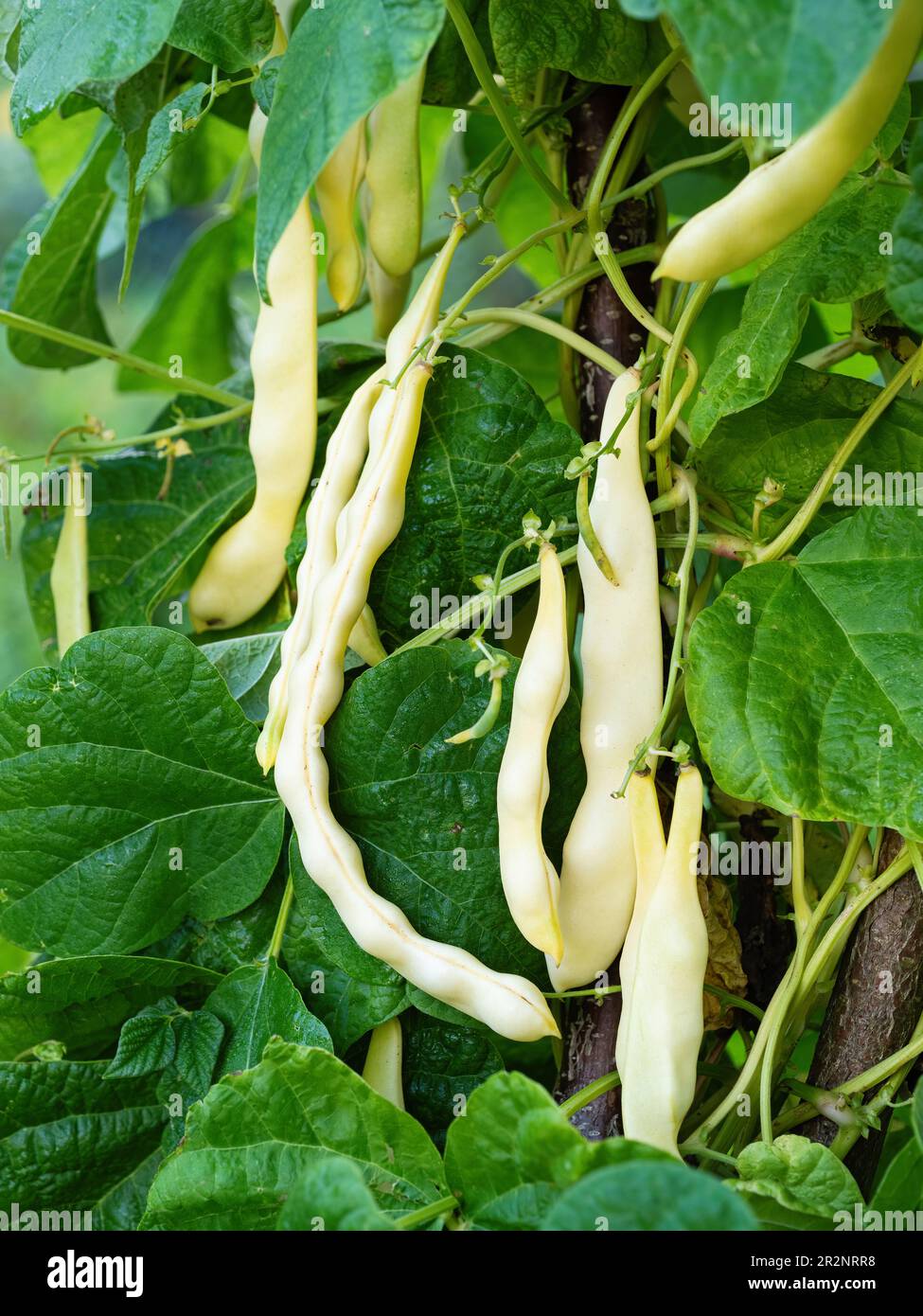 Ripe pods of kidney bean growing on farm. Bush with bunch of pods of ...