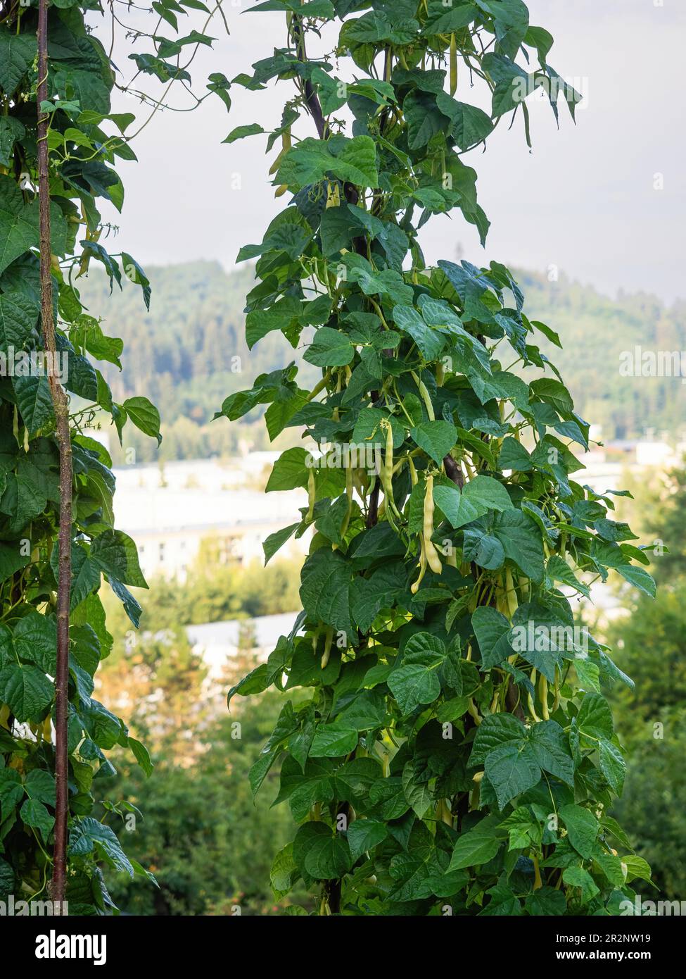 Ripe pods of kidney bean growing on farm. Bush with bunch of pods of ...