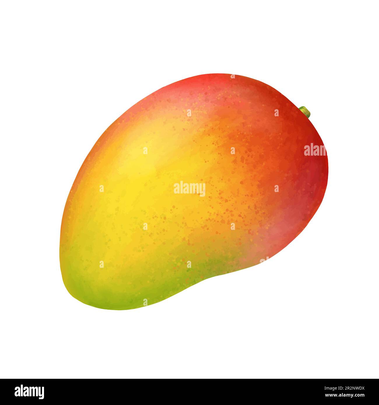 Mango vector. Fresh tropic whole fruit. Realistic vivid illustration ...