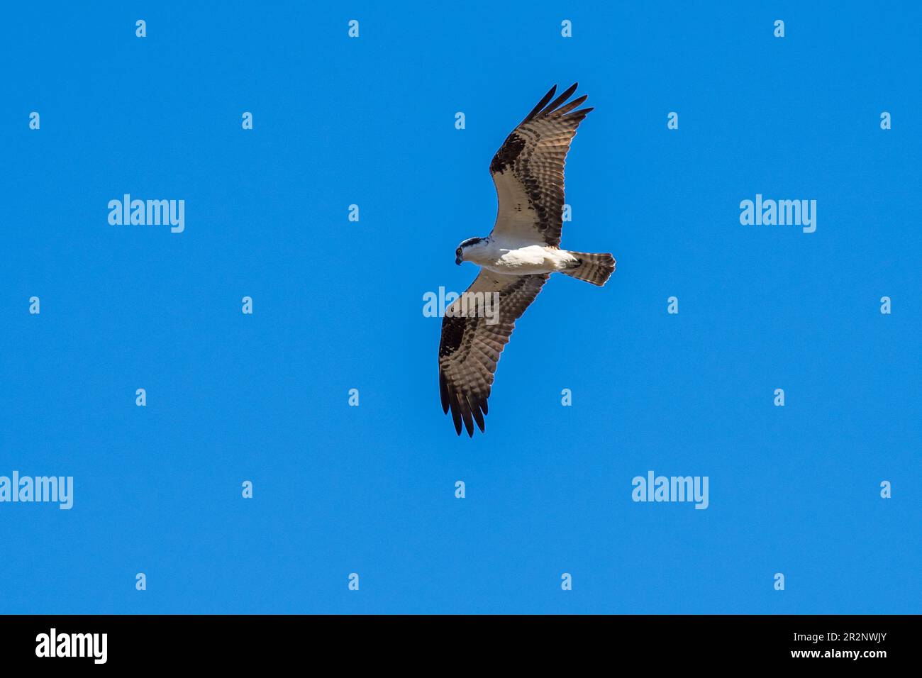 Osprey flying in flight. Emigrant Lake, Ashland, Oregon Stock Photo - Alamy