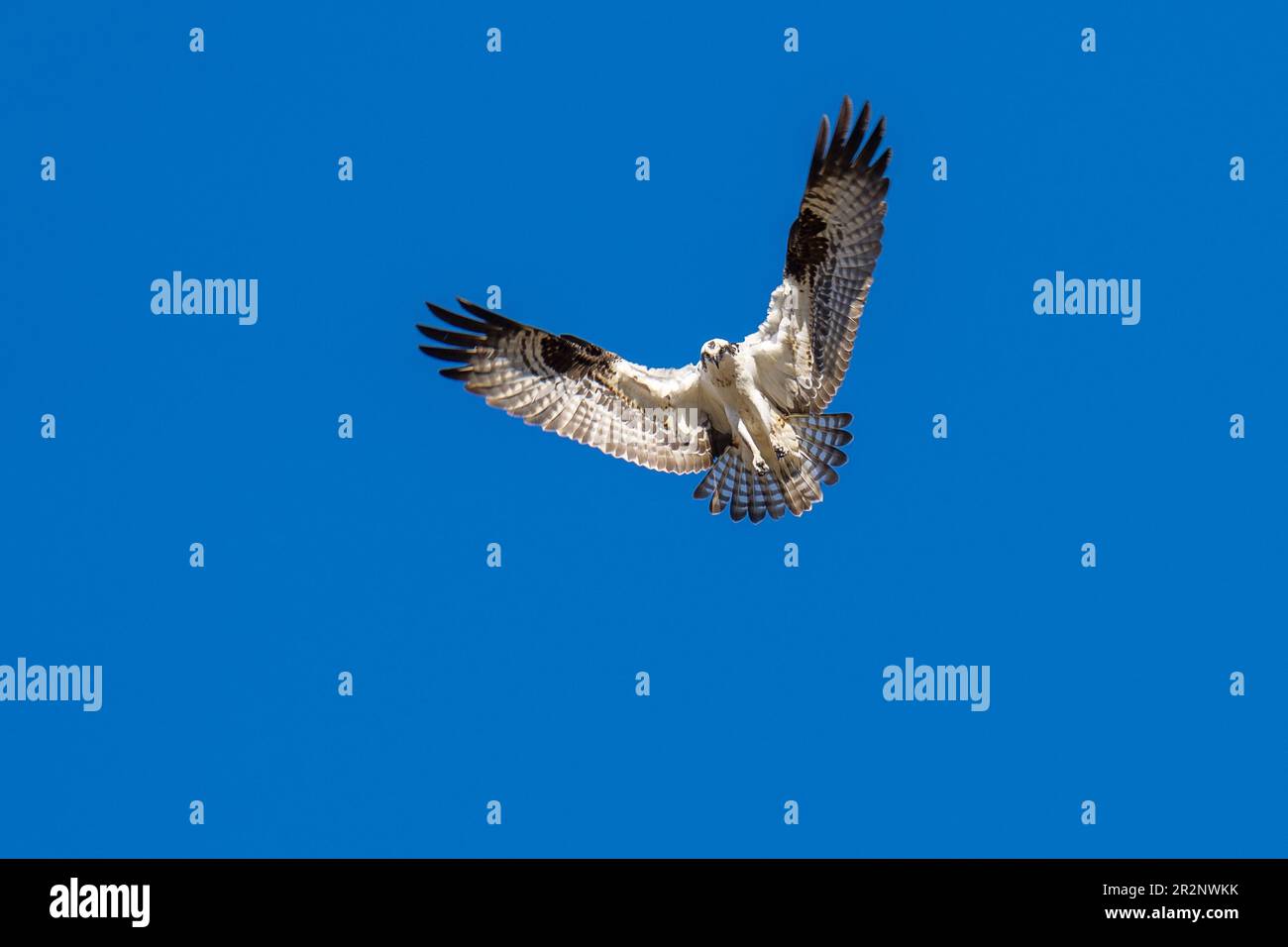 Osprey flying in flight. Emigrant Lake, Ashland, Oregon Stock Photo - Alamy