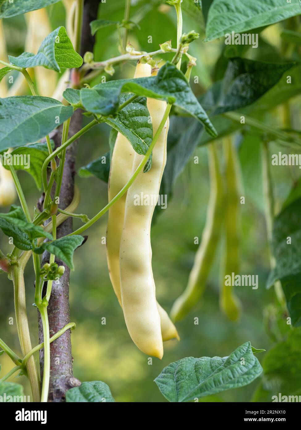 Bush bean plant hi-res stock photography and images - Alamy