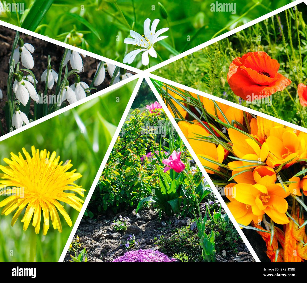 Collage of photos of spring garden flowers Stock Photo - Alamy