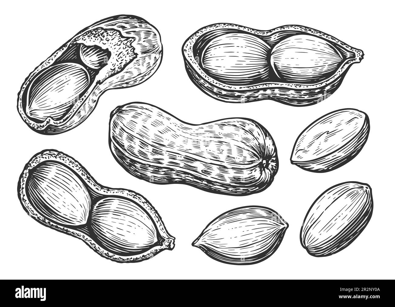 Peanut sketch set. Food concept. Nuts isolated. Hand drawn illustration Stock Photo - Alamy