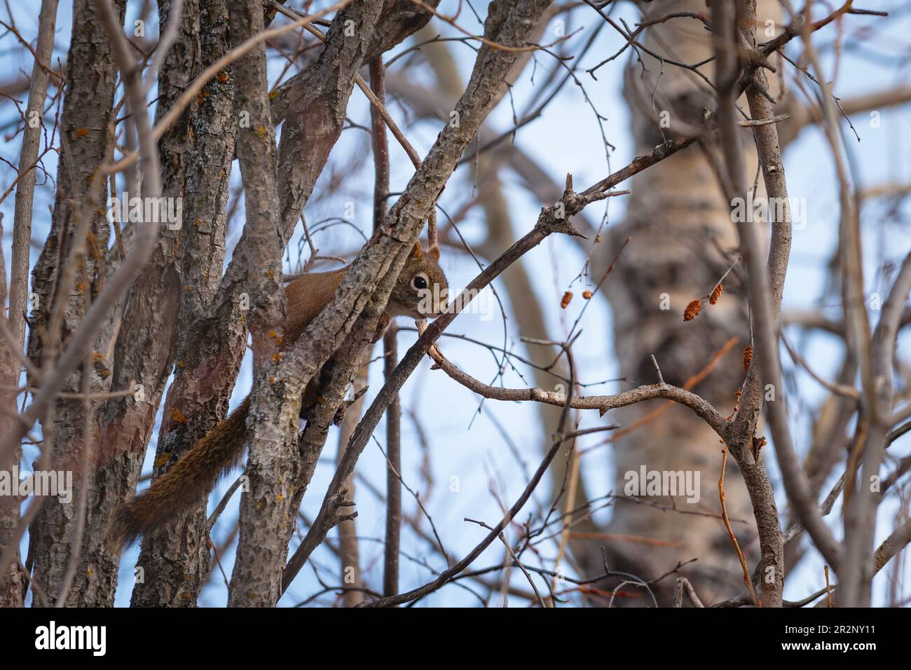 Wild Red Tree Squirrel on a tree branch in the early spring, Calgary ...