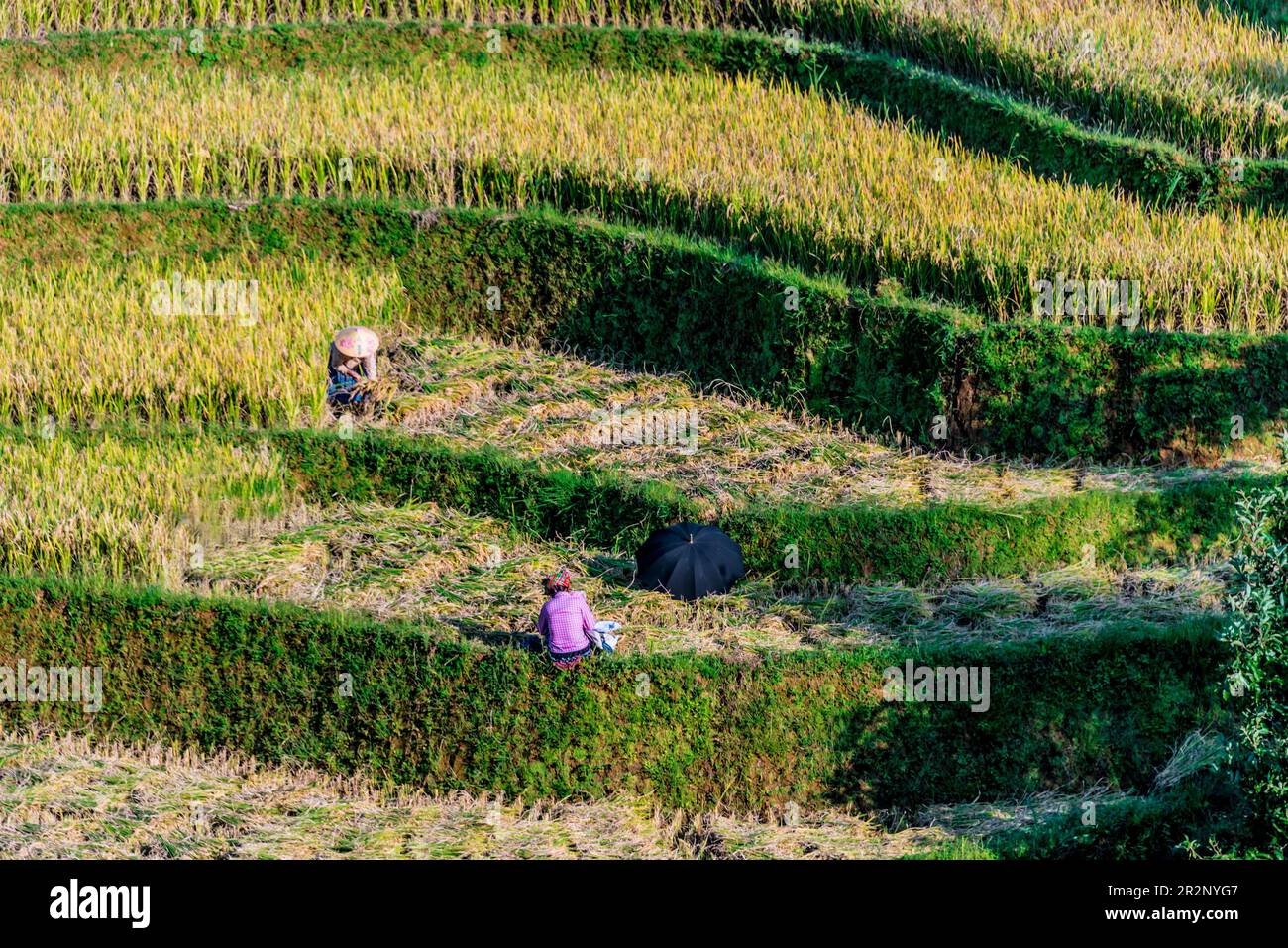 Self-sufficient labor-intensive farming in Mu Cang Chai District, Yen ...