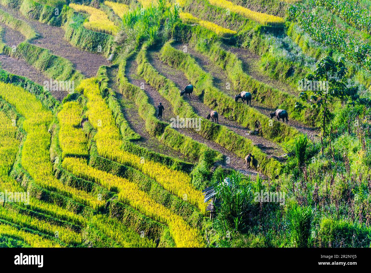 Landscape view of rice fields in Mu Cang Chai District, Yen Bai ...