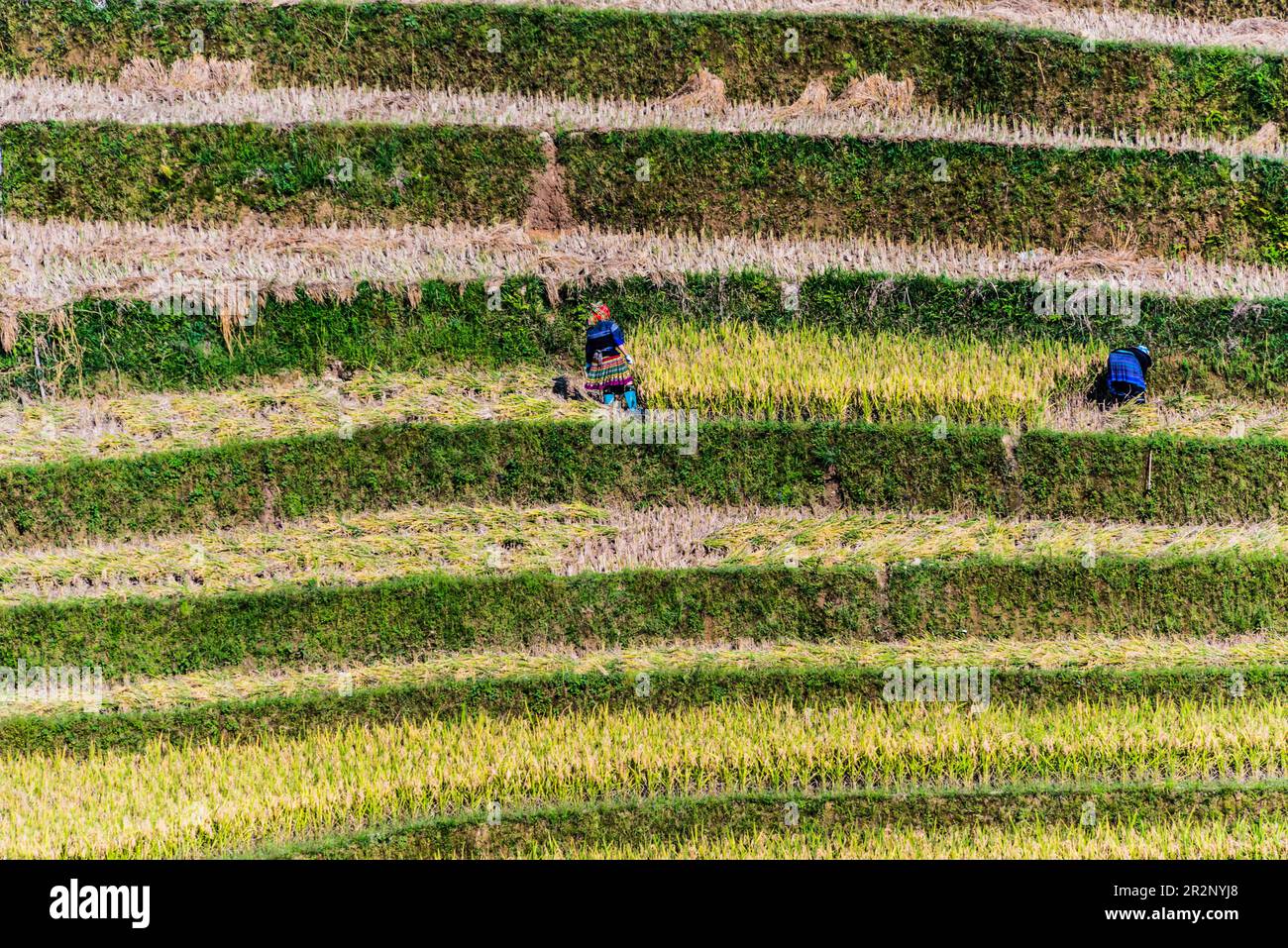 Self-sufficient labor-intensive farming in Mu Cang Chai District, Yen ...