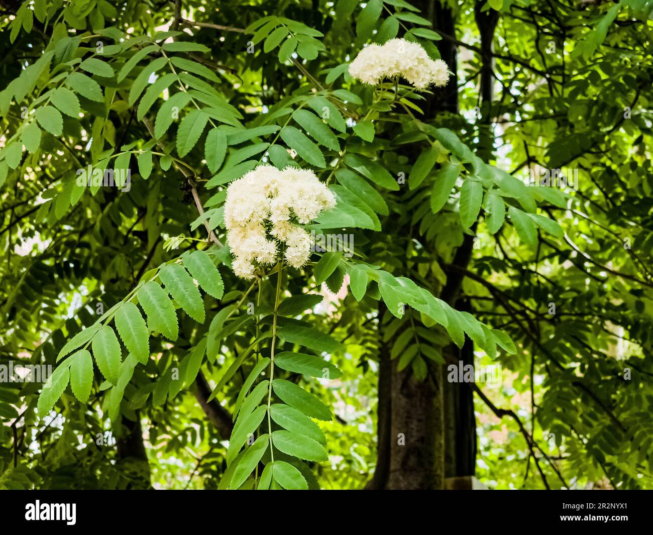 White rowan flowers on a branch sway in the wind. Mountain ash tree ...
