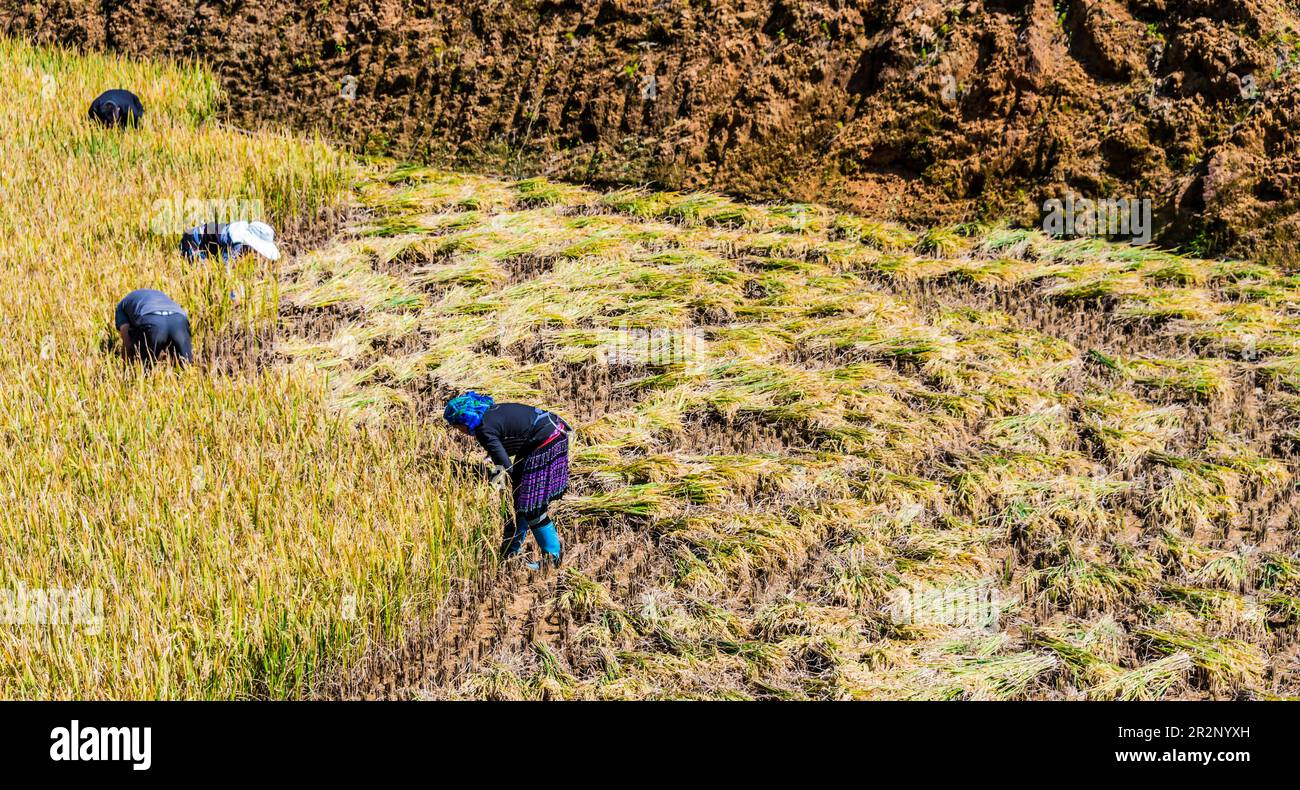 Self-sufficient labor-intensive farming in Mu Cang Chai District, Yen ...