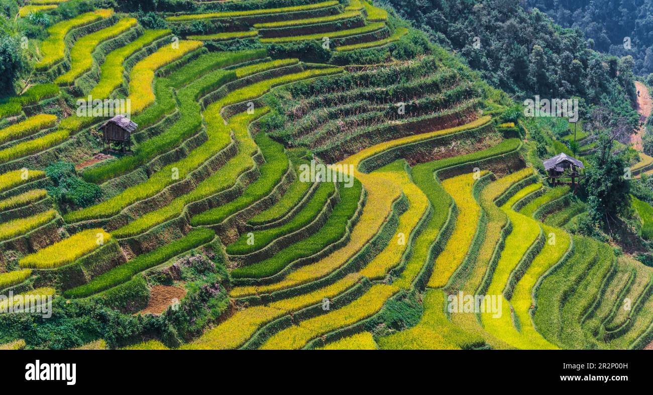 Landscape view of rice fields in Mu Cang Chai District, Yen Bai ...