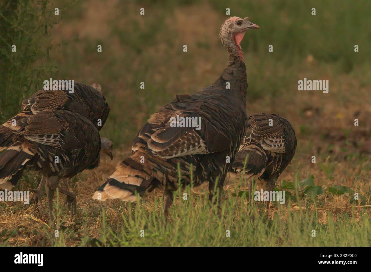 A group of Turkey eating and one is watching their surroundings Stock ...