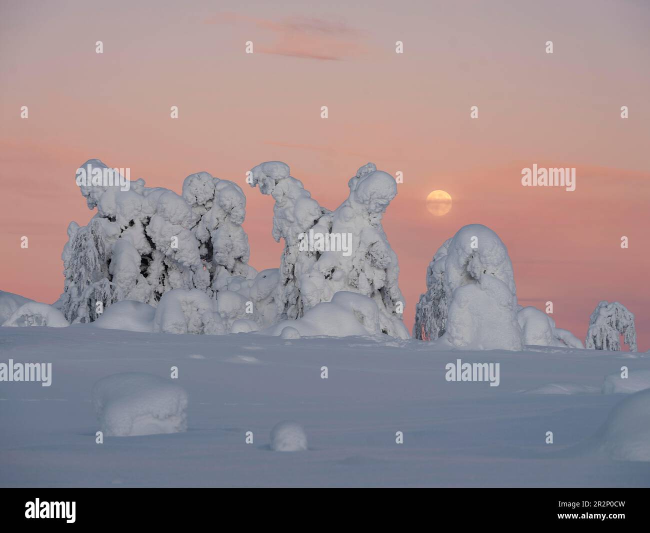Full moon with day-night boundary and snow-covered trees over Pyhae ...
