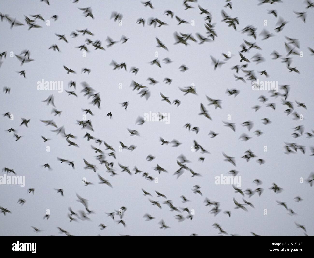 Birds in flight Stock Photo - Alamy