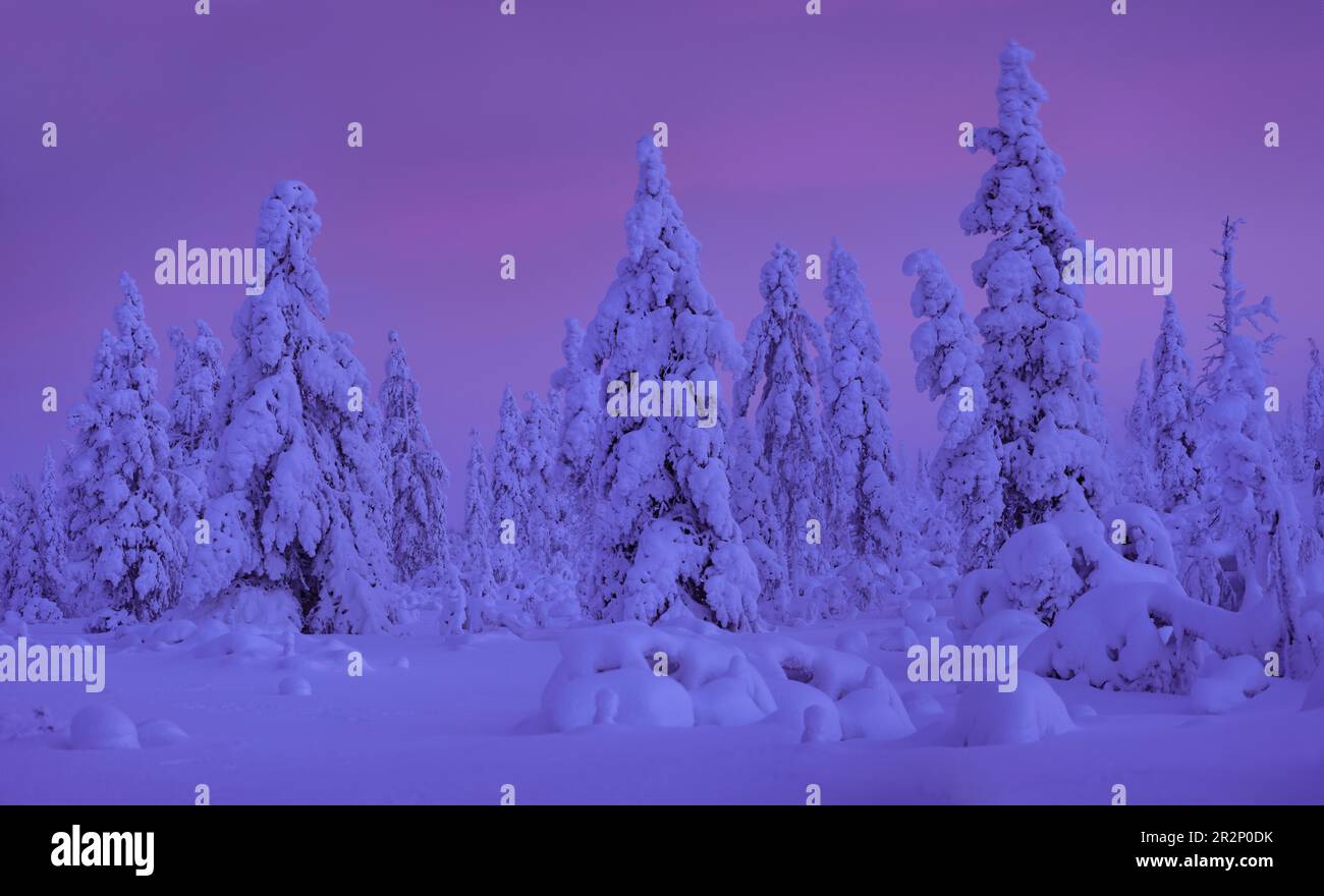 Dawn in wintry Urho Kekkonen National Park, Lapland, Finland Stock ...