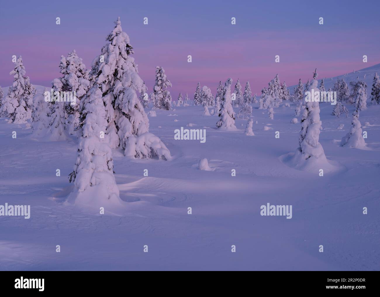 Dawn and snow-covered trees in Pallas Yllaestunturi National Park ...