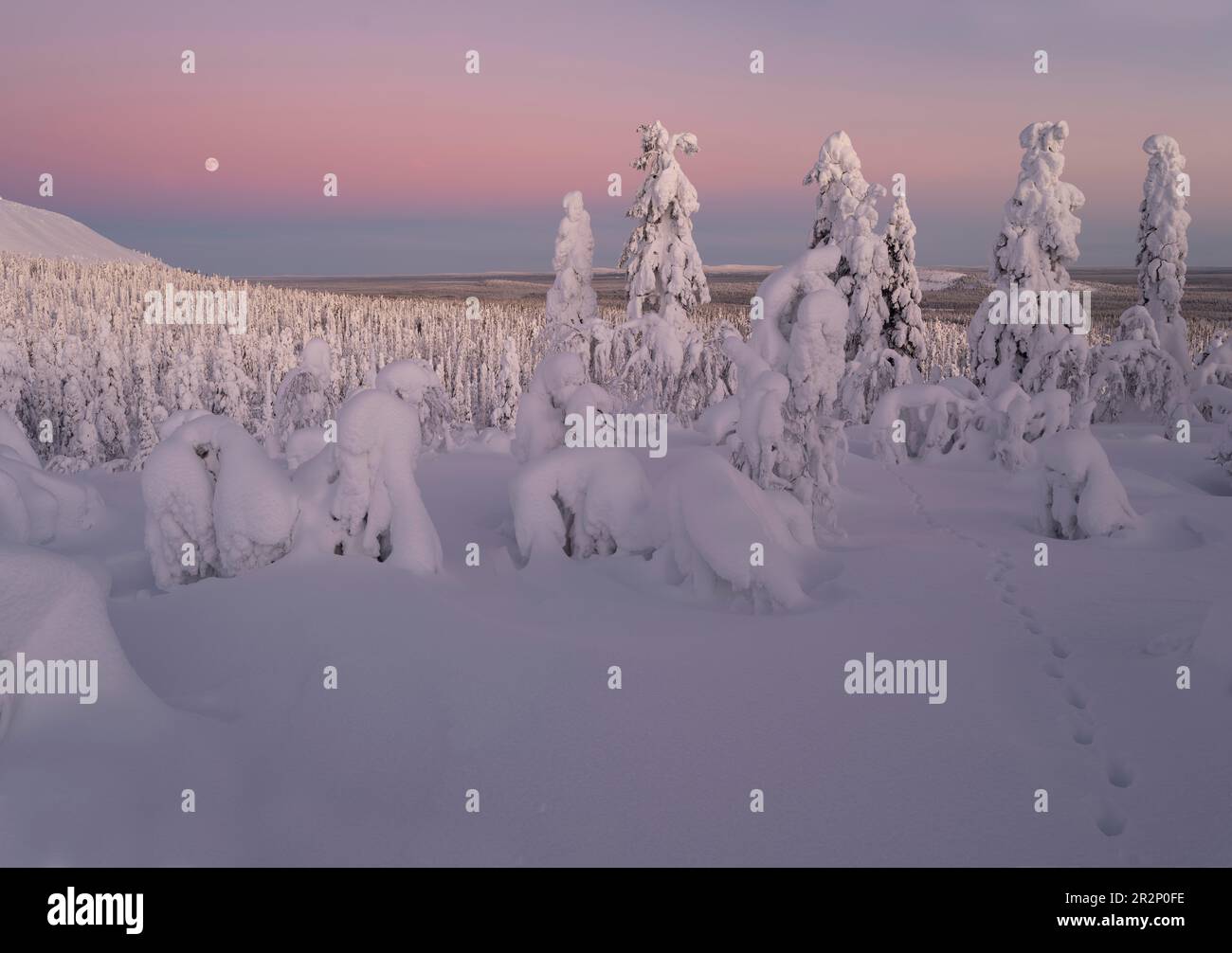 Full moon with day-night boundary and snow-covered trees over Pyhae ...
