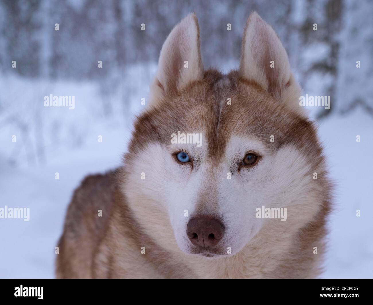 Husky with different eye colour, Ranua, Lapland, Finland Stock Photo ...