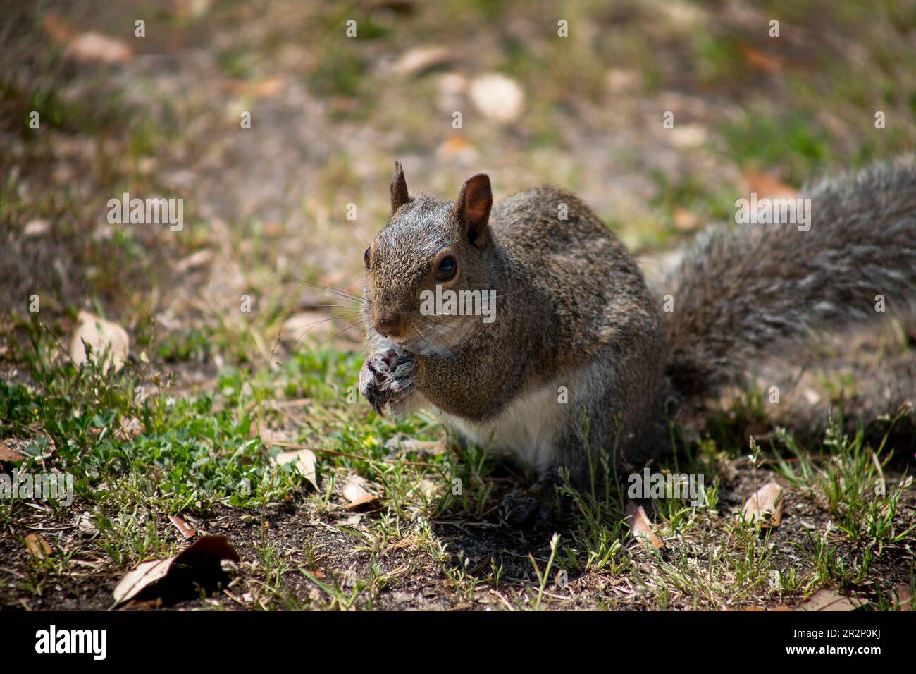 Adhd squirrel hi-res stock photography and images - Alamy
