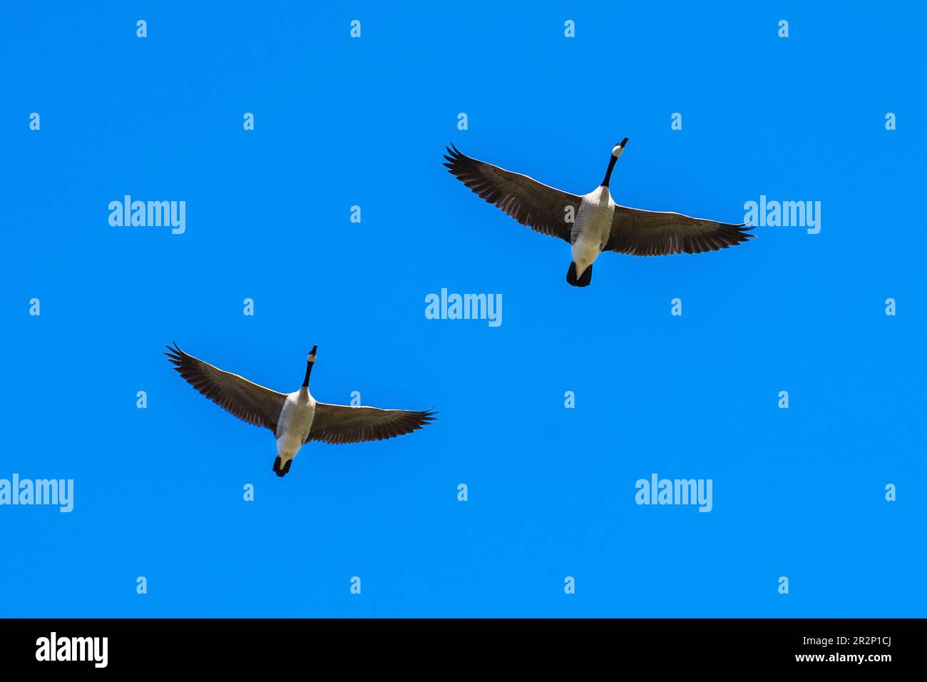 Canada geese flying in flight. Emigrant Lake, Ashland, Oregon Stock ...