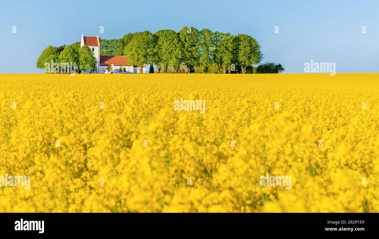 Trees in canola field hi-res stock photography and images - Alamy