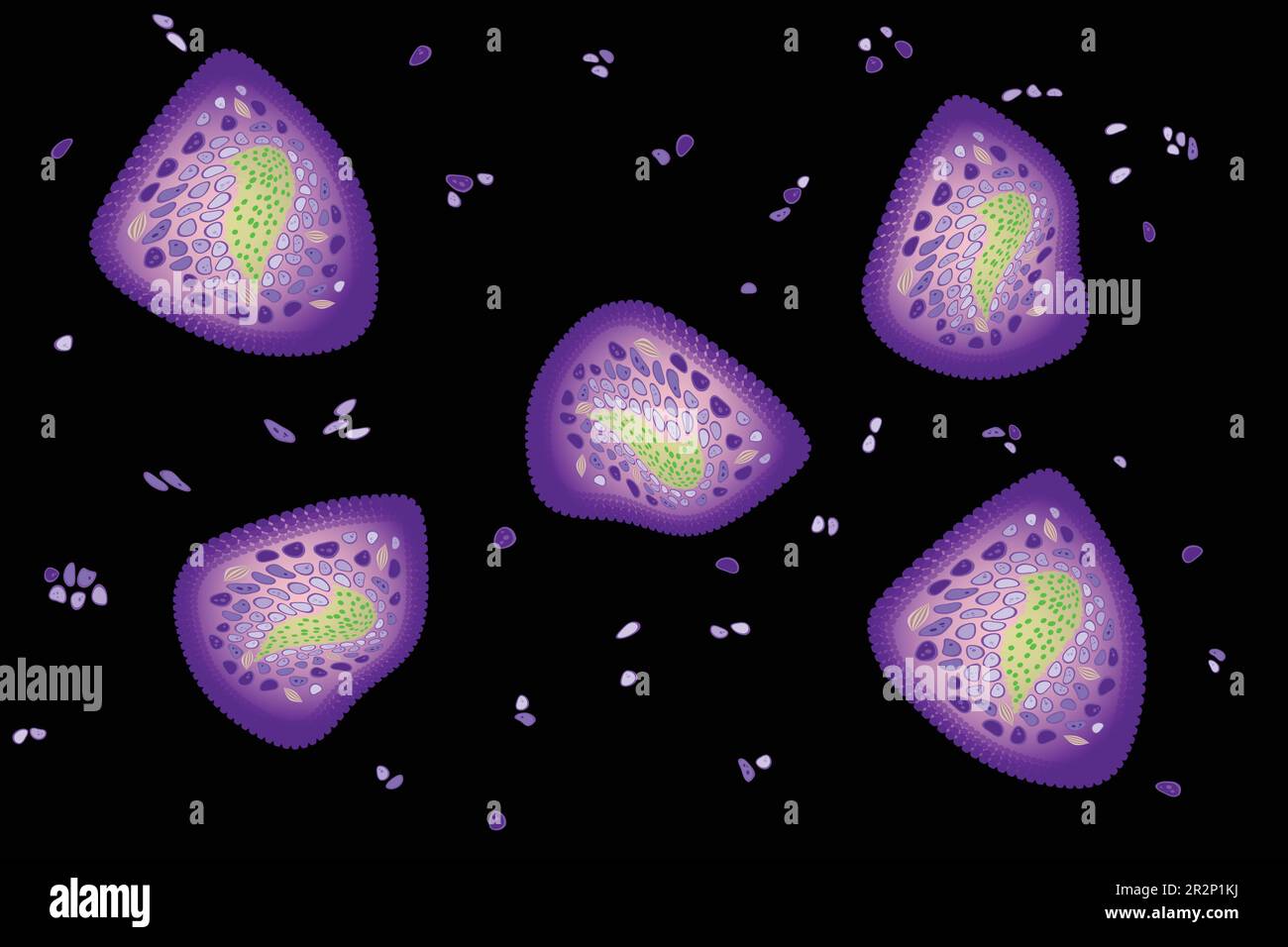 Unicellular organisms Stock Vector Images - Alamy