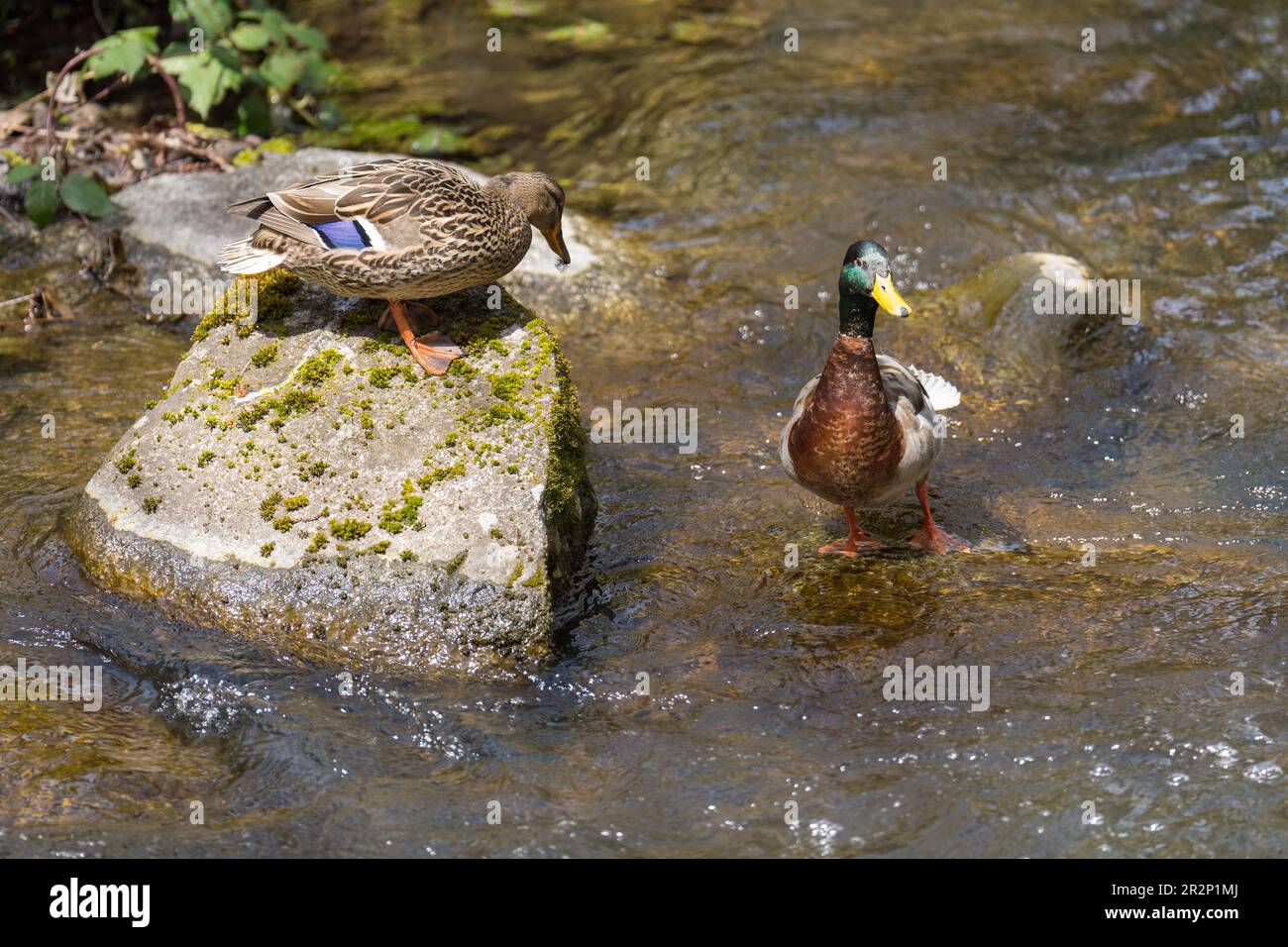 Mallard ducks with people hi-res stock photography and images - Alamy
